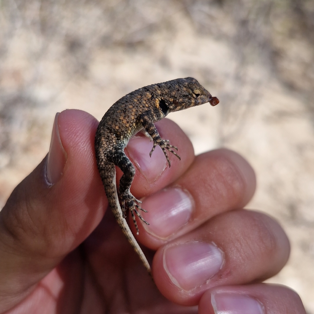 Hunsaker's Spiny Lizard from 23243 B.C.S., México on November 12, 2024 ...