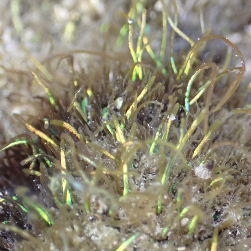 (Coelothrix irregularis)