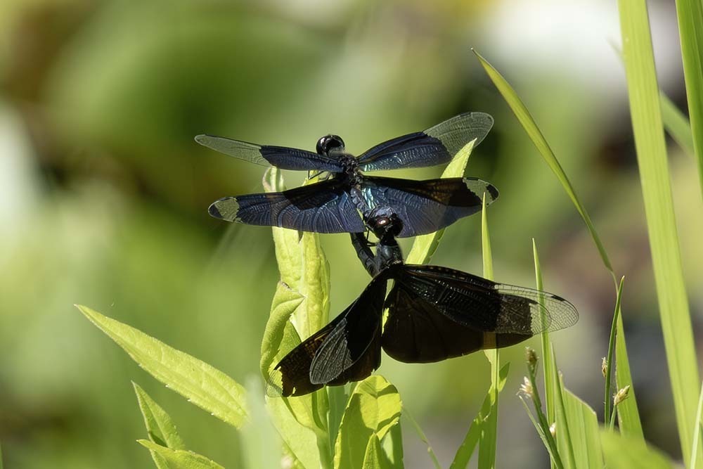 Butterfly Flutterer from 日本、〒190-0014 東京都立川市緑町 on August 15, 2020 at 10 ...