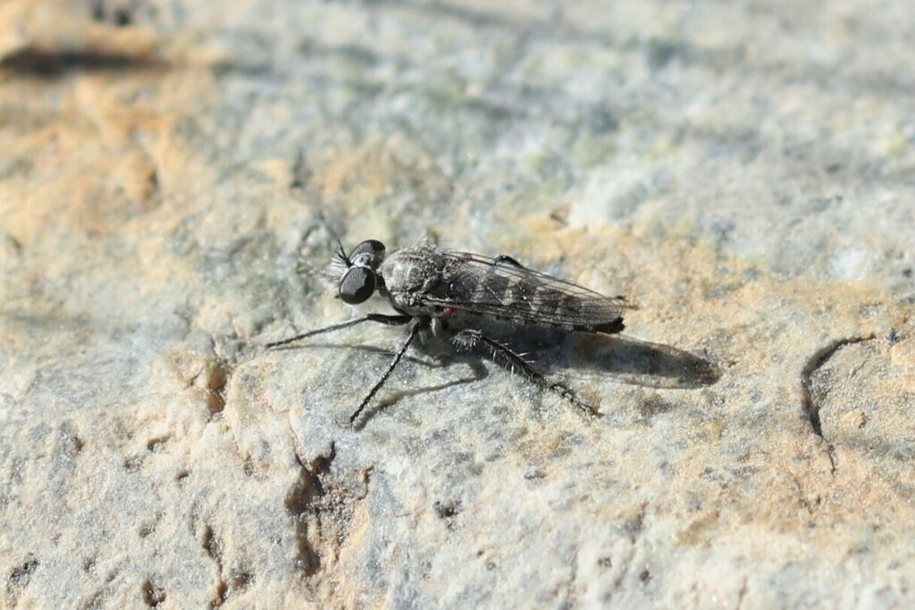 Backomyia from Apple Valley, CA, USA on November 11, 2024 at 10:06 AM by nmoorhatch · iNaturalist