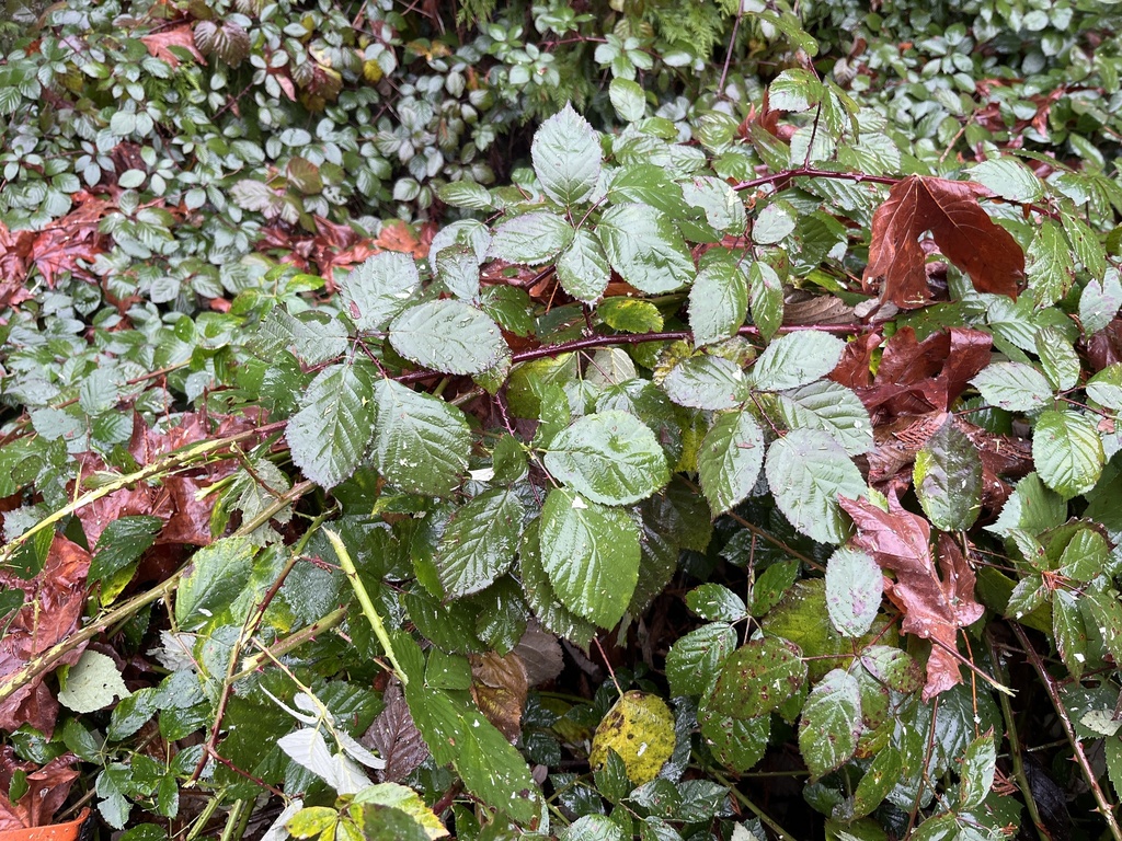 Himalayan Blackberry from Arlington, WA, US on November 12, 2024 at 11: ...