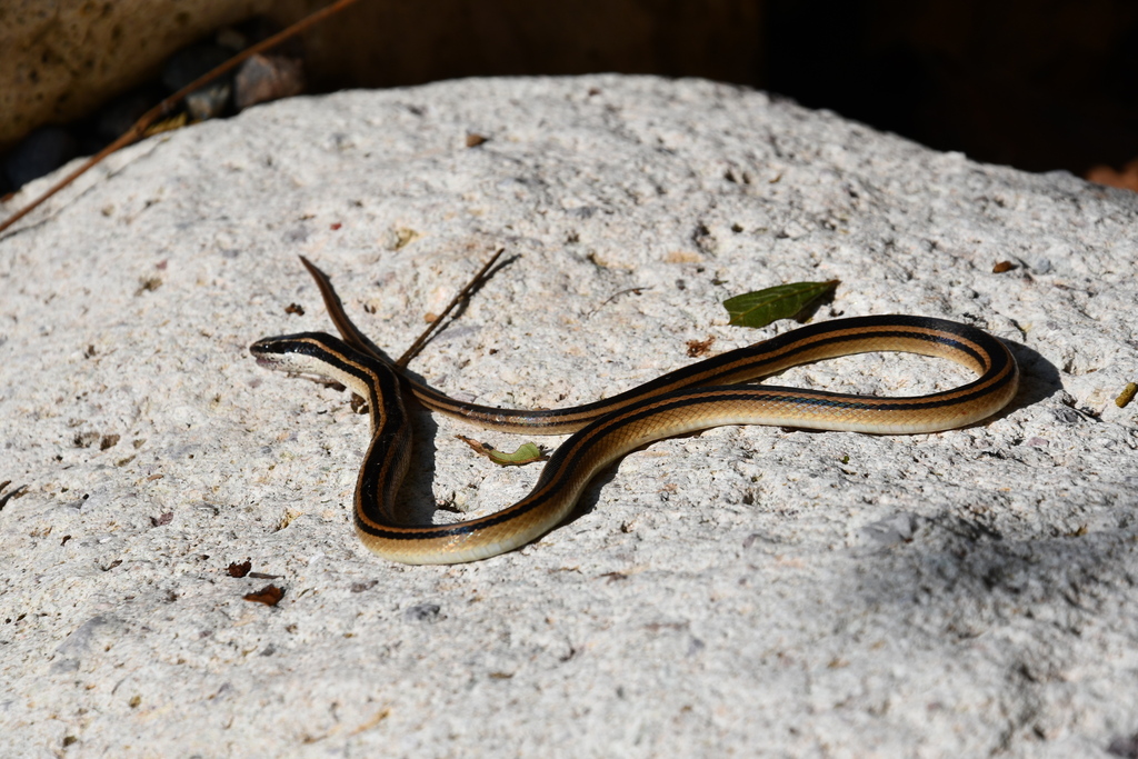 Pine-Oak Snake from Mochitlán, Gro., México on November 7, 2024 at 02: ...