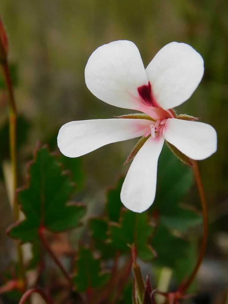 true storksbills from Hardepeer Trail Greyton, 7233, South Africa on ...