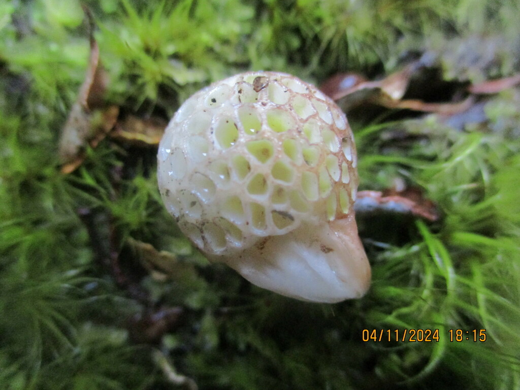 Cyttaria from Kinloch 9372, New Zealand on November 4, 2024 at 06:15 PM ...