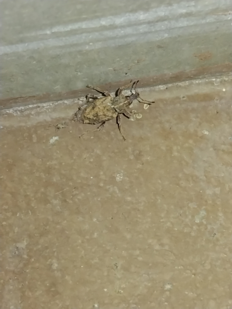 Vegetable Weevil from 日本、〒206-0015 東京都多摩市落川1248−1 まほろば21 on November 13 ...