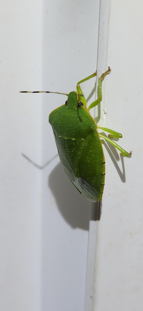 Green Stink Bug from Barboursville, Albemarle County, VA, USA on ...