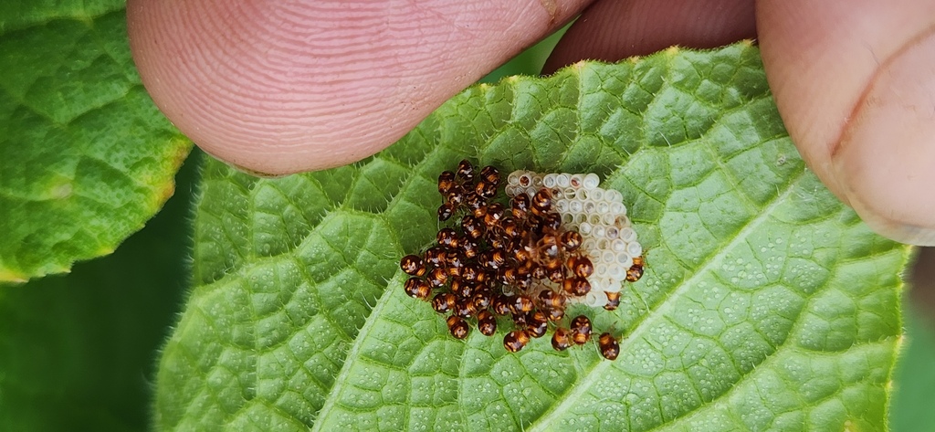 Southern Green Stink Bug from Barboursville, Albemarle County, VA, USA ...