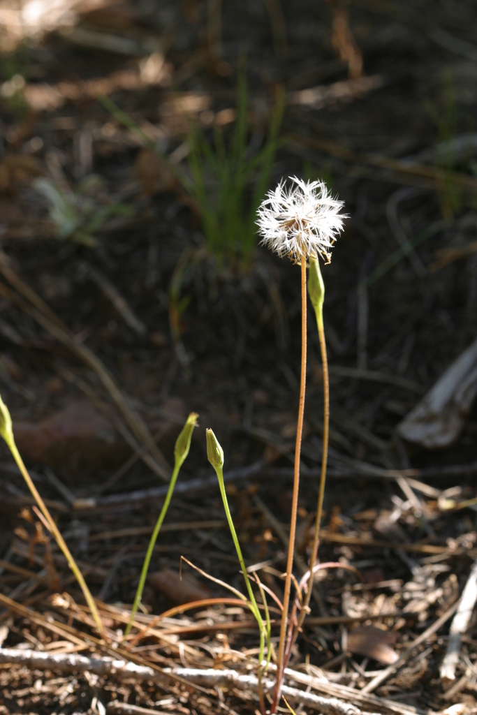 nodding microseris from Tahoe Vista, CA, USA on June 25, 2003 at 09:15 ...