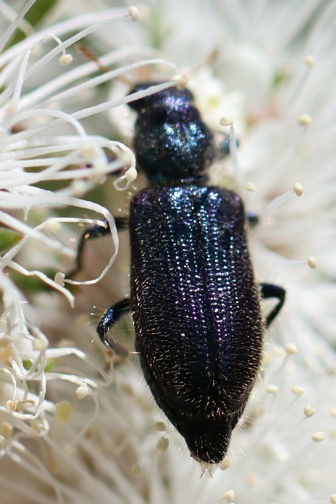 Phlogistus from Sydney NSW, Australia on November 8, 2024 at 02:45 PM ...