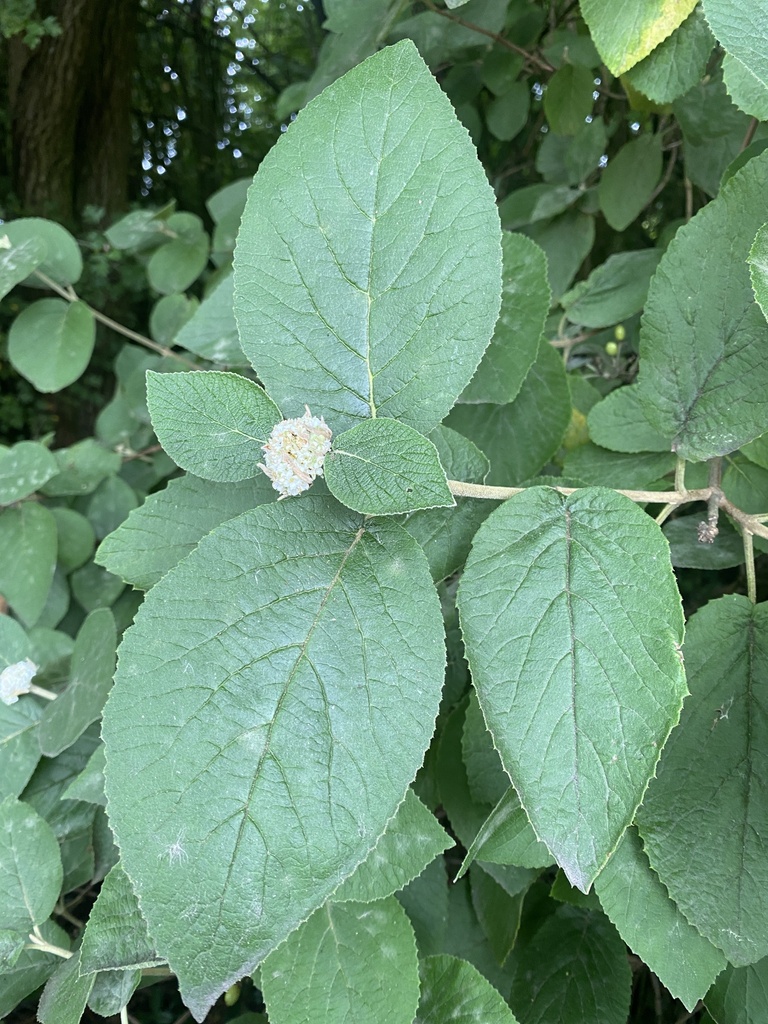 Wayfaring-tree from Wych-House Lane, Middlewich, England, GB on August ...