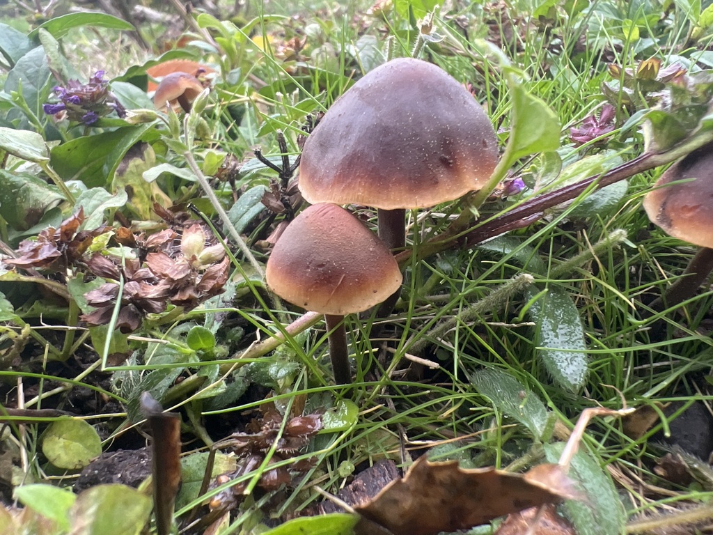 Cucumber Cap from University of Washington, Seattle, WA, US on November ...