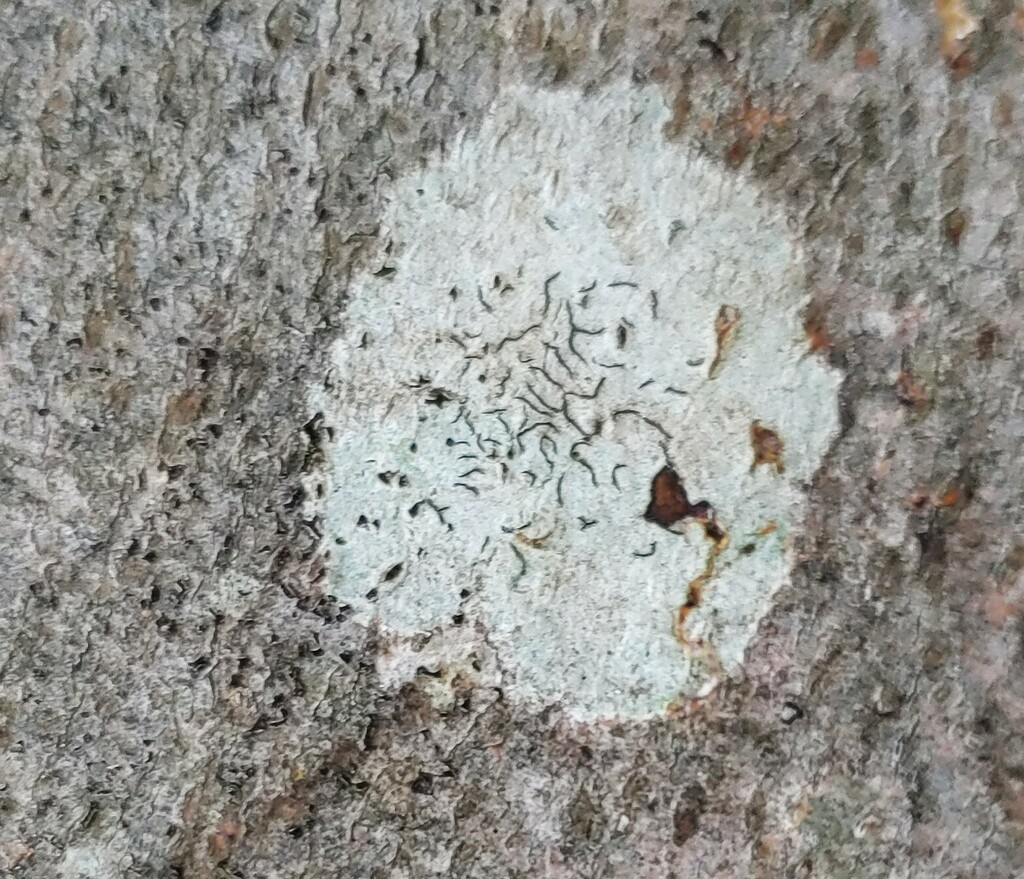 Common Script Lichen from Druid Hills, GA, USA on November 12, 2024 at ...