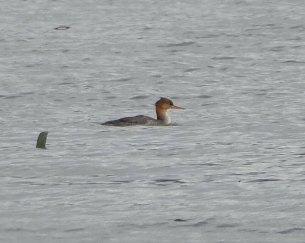 Red-breasted Merganser from Goodhue County, MN, USA on November 12 ...