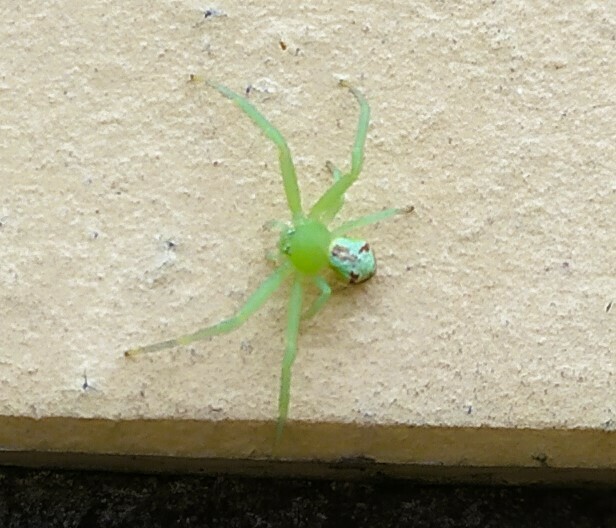 Triangle Crab Spider from Киев, Украина, 02000 on May 30, 2021 at 07:19 ...