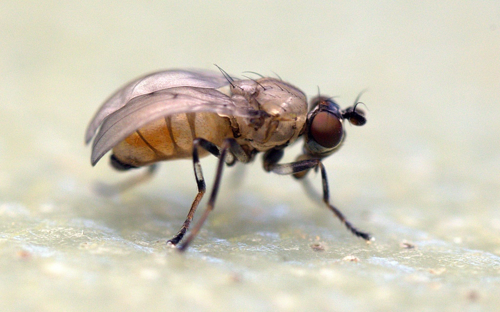 Acalyptrate Flies from Ruawai, New Zealand on November 5, 2024 at 01:27 ...