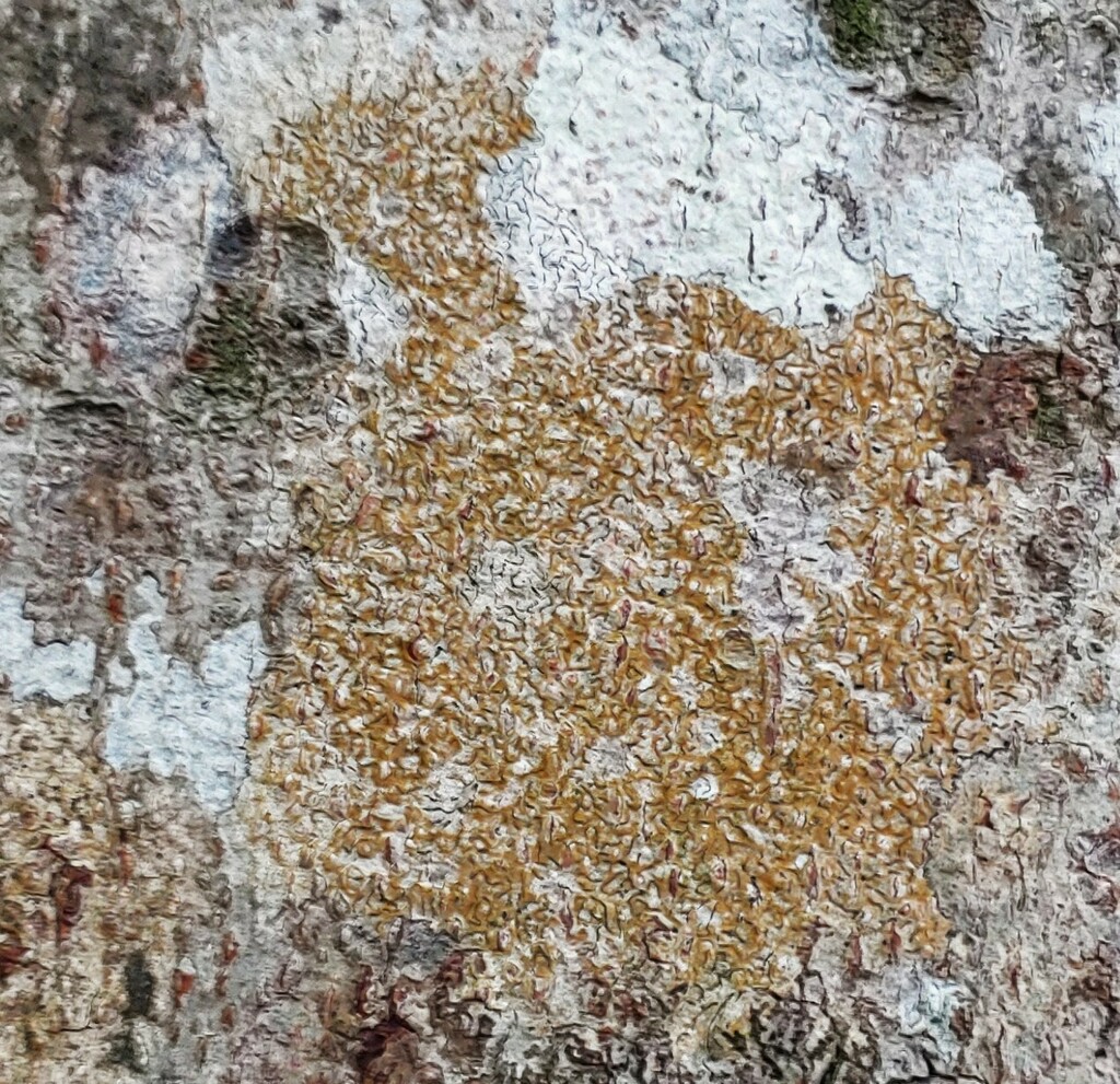 Common Script Lichen from Druid Hills, GA, USA on November 12, 2024 at ...
