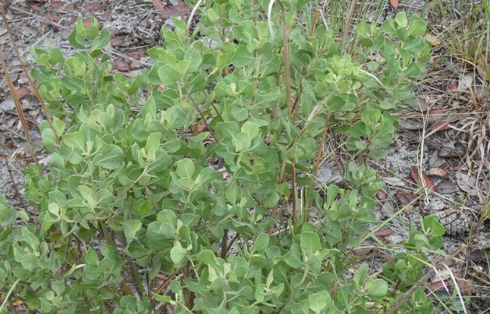 garberia from Florida, Polk, Babson Park, Tiger Creek Preserve on ...