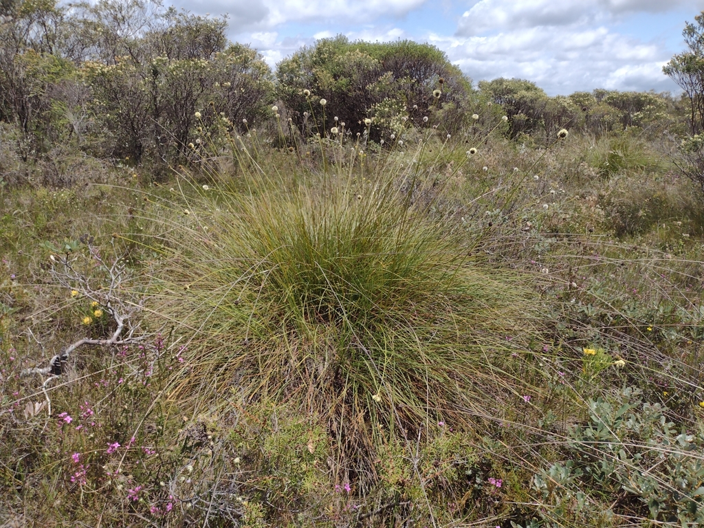Button Grass from 8PG7+72, Barren Grounds NSW 2577, Australia on ...