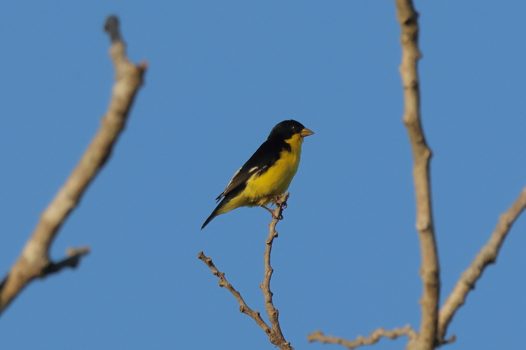 Lesser Goldfinch from San Antonio Kaua II, Mérida, Yuc., México on ...