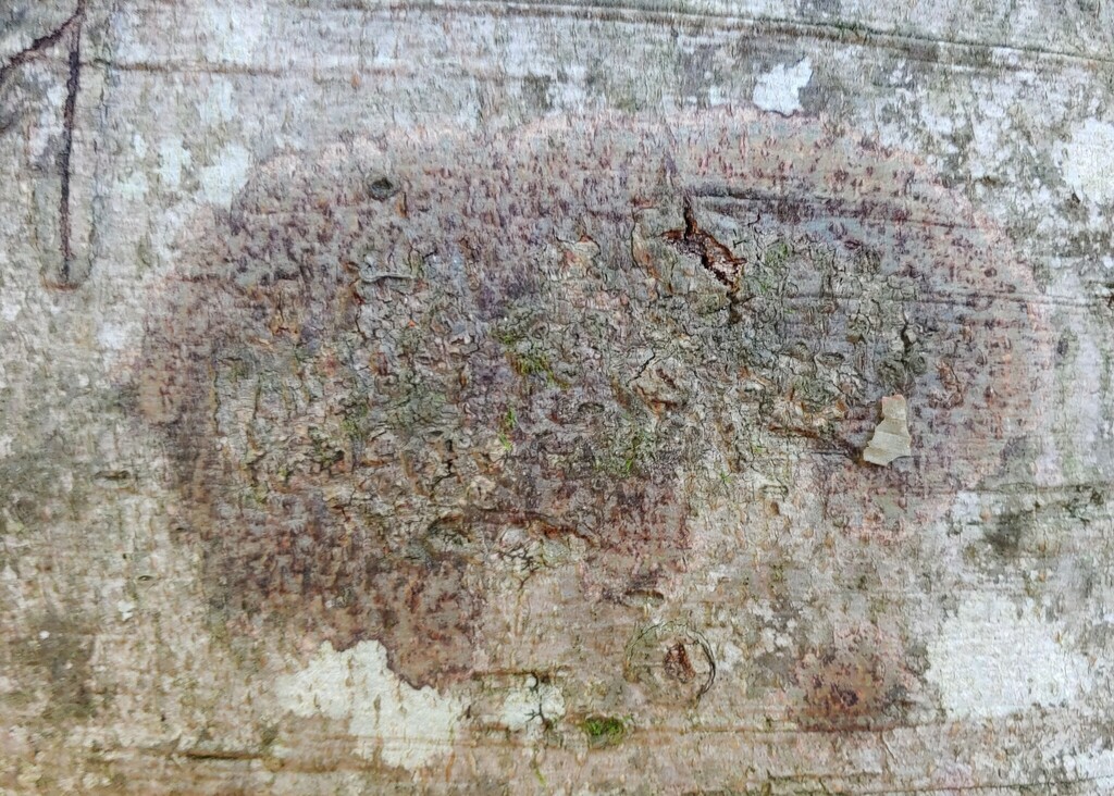 Speckled Blister Lichen from Druid Hills, GA, USA on November 12, 2024 ...