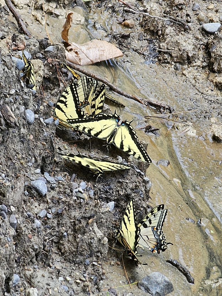 Canadian × Eastern Tiger Swallowtail from Northumberland County, ON ...