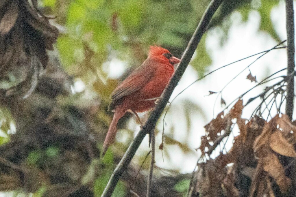 Northern Cardinal from Cullinan Park, Sugar Land, TX, USA on November ...