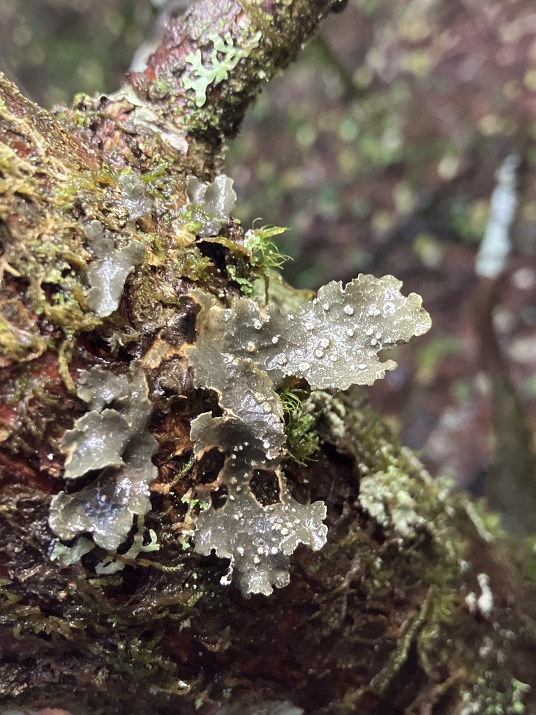 Lobariaceae from Clackamas County, US-OR, US on November 12, 2024 at 12 ...