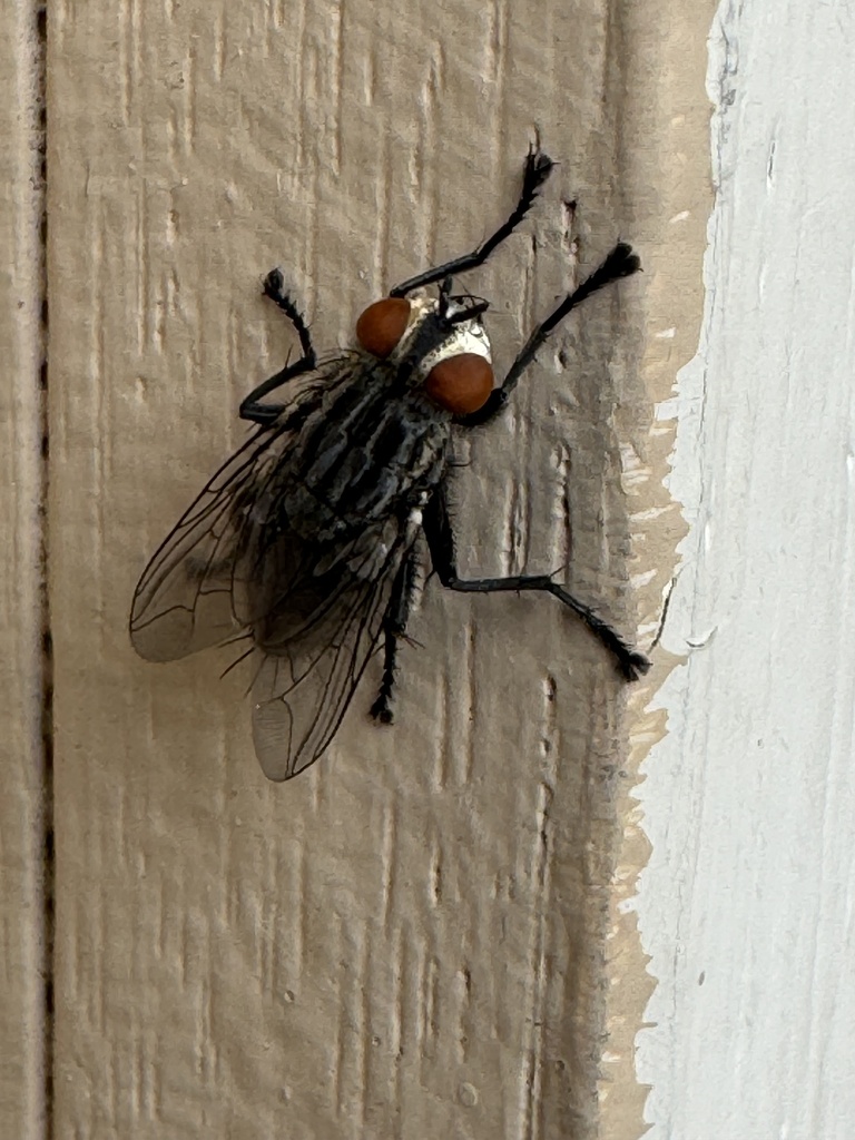 Typical Flesh Flies from Ronald Ct, Somerville, VIC, AU on November 13 ...