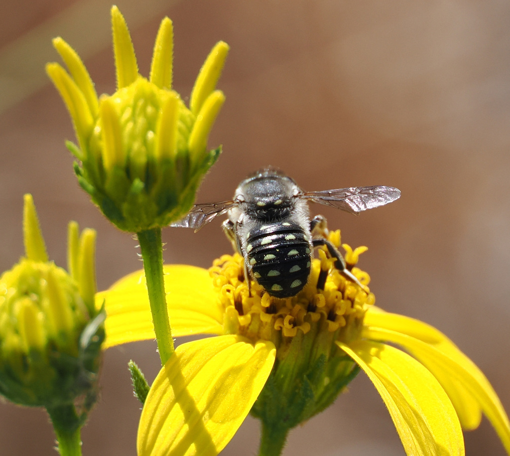 Spotted Woolcarder from Clairemont Mesa West, San Diego, CA, USA on ...