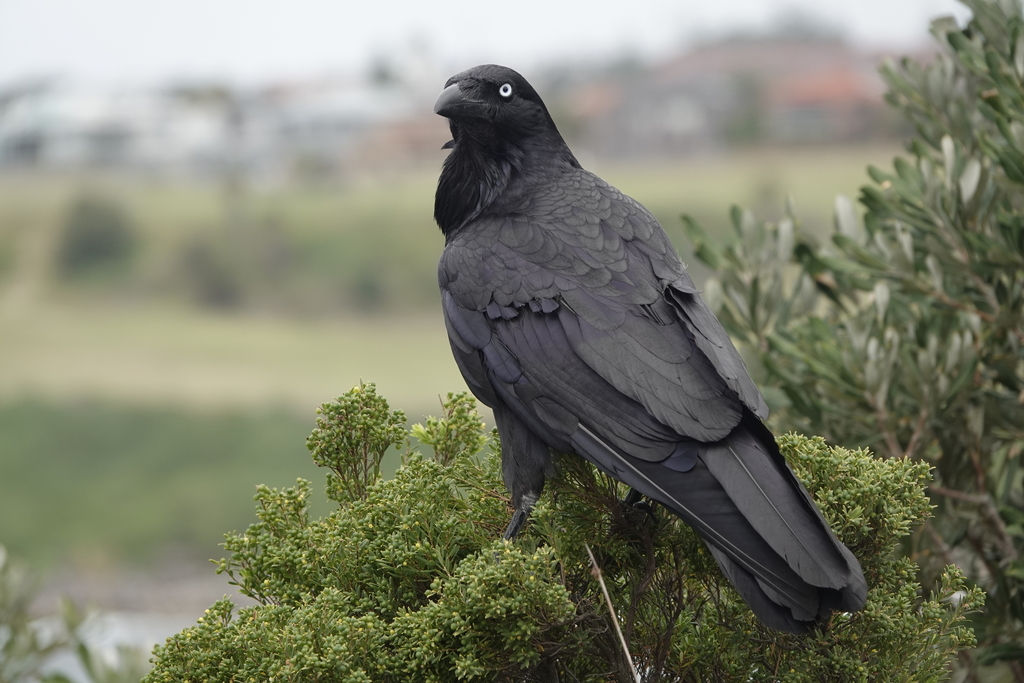 Australian Raven (Wildlife at airports near Sydney) · iNaturalist