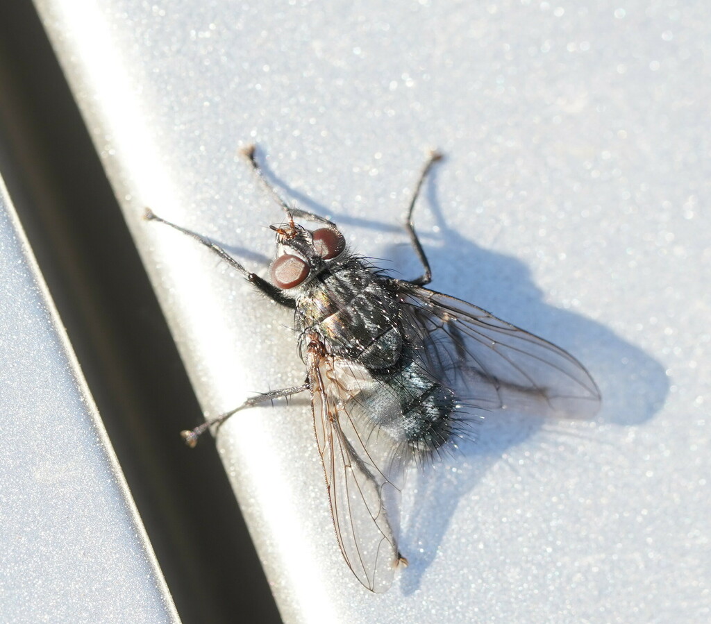 Tachinid Flies from Steiglitz VIC 3331, Australia on October 27, 2024 ...
