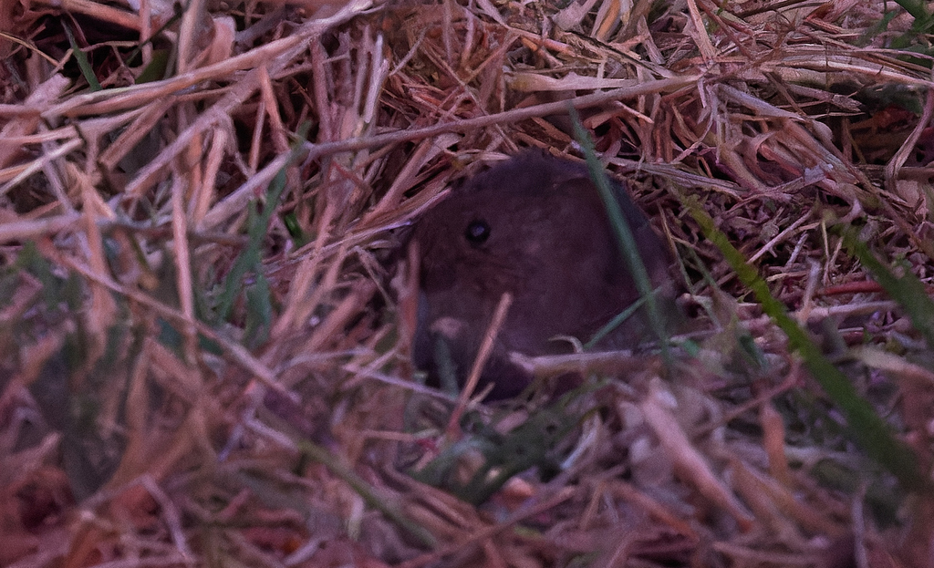 California Vole from Humboldt County, CA, USA on October 26, 2024 at 06 ...