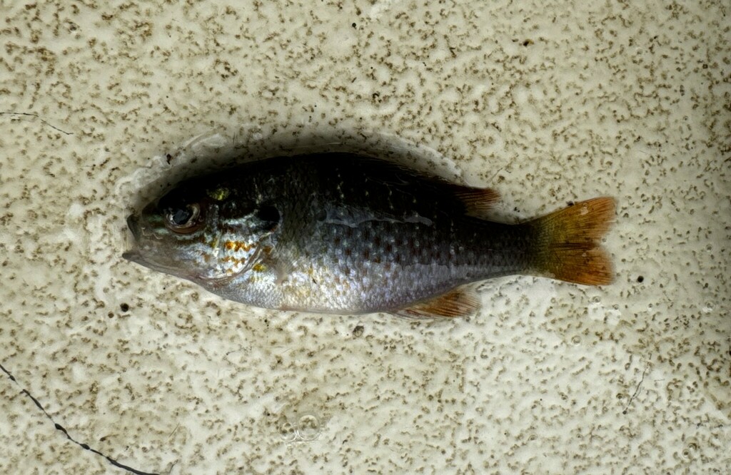 Longear Sunfish from Tennessee River, Wheeler Dam tailwater, Lawrence ...