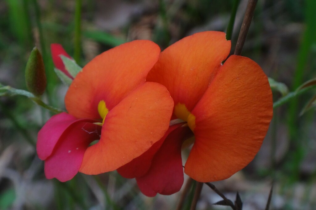 Chorizema retrorsum from Pemberton WA 6260, Australia on November 3 ...