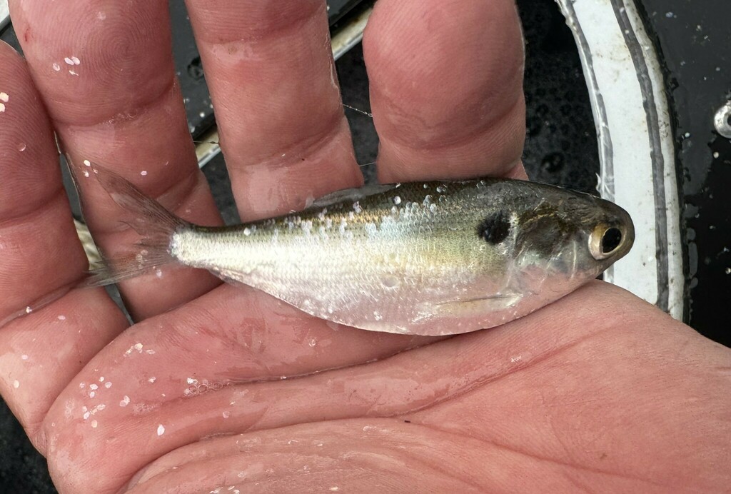 American Gizzard Shad from Tennessee River, Wheeler Dam tailwater ...
