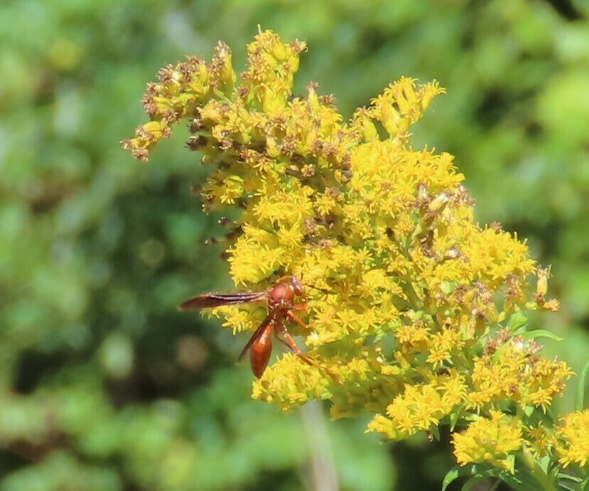 Fine-backed Red Paper Wasp from Missouri City, TX, USA on November 12 ...