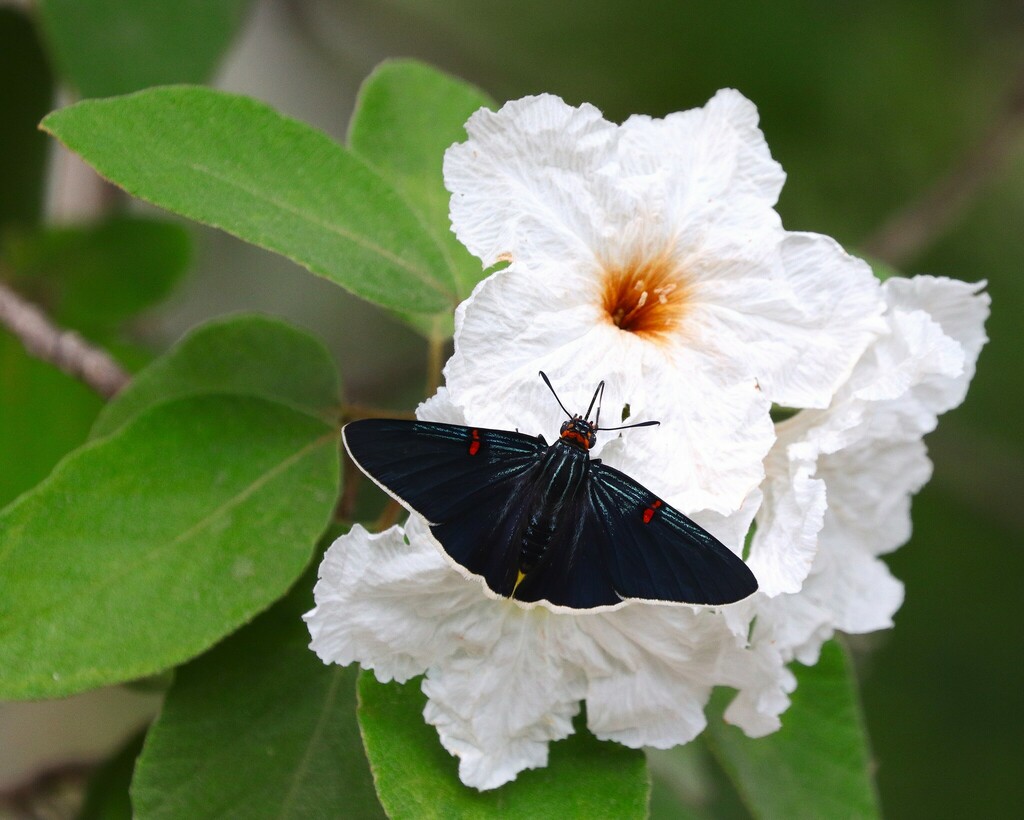 Guava Skipper from Mission, TX, USA on November 08, 2024 at 02:03 PM by ...