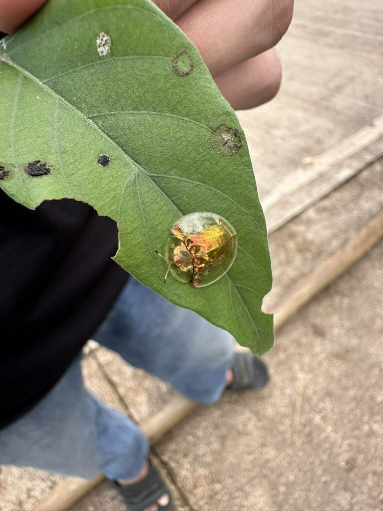 Tortoise and Hispine Beetles from Palawan, Philippines on November 13 ...