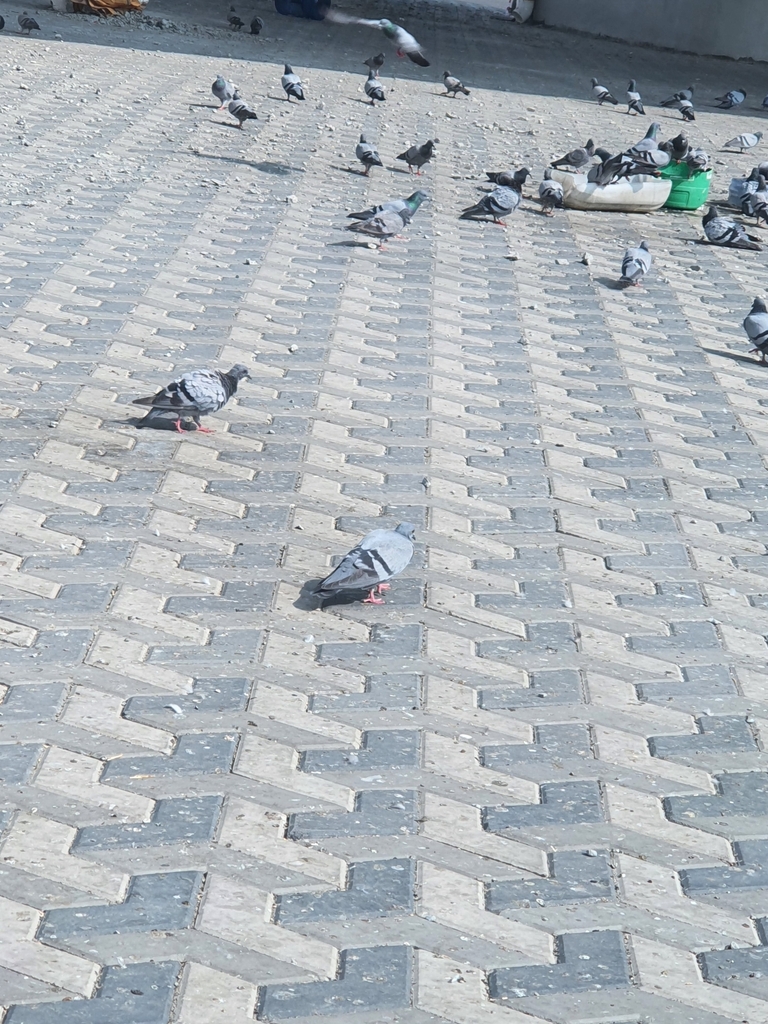 Rock Pigeon in November 2024 by nmnmnm · iNaturalist