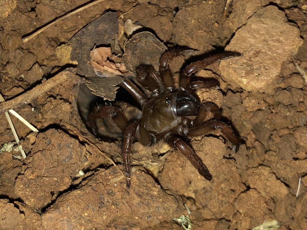 Aptostichus from W Glen Way, Woodside, CA, US on November 12, 2024 at ...