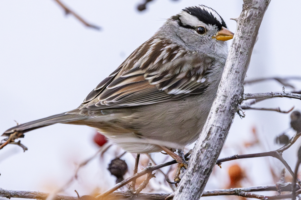White-crowned Sparrow from Richland, WA, USA on November 12, 2024 at 03 ...