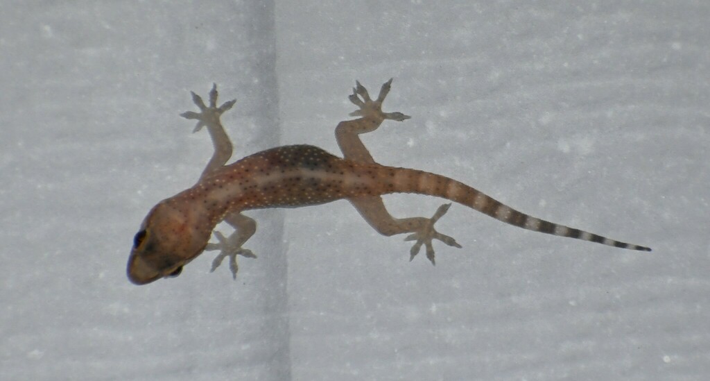 Mediterranean House Gecko from South Side, Corpus Christi, TX, USA on ...