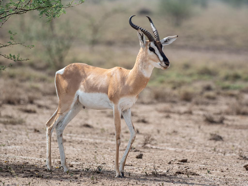Sömmerring's Gazelle (Nanger soemmerringii) - Know Your Mammals
