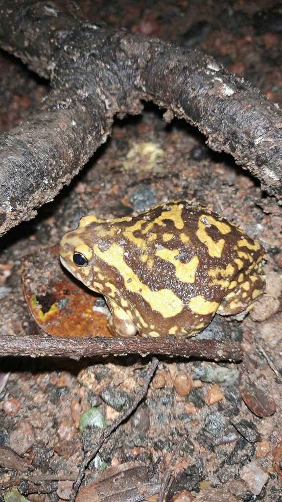 Marbled balloon frog from Indian Institute of Technology Madras on ...