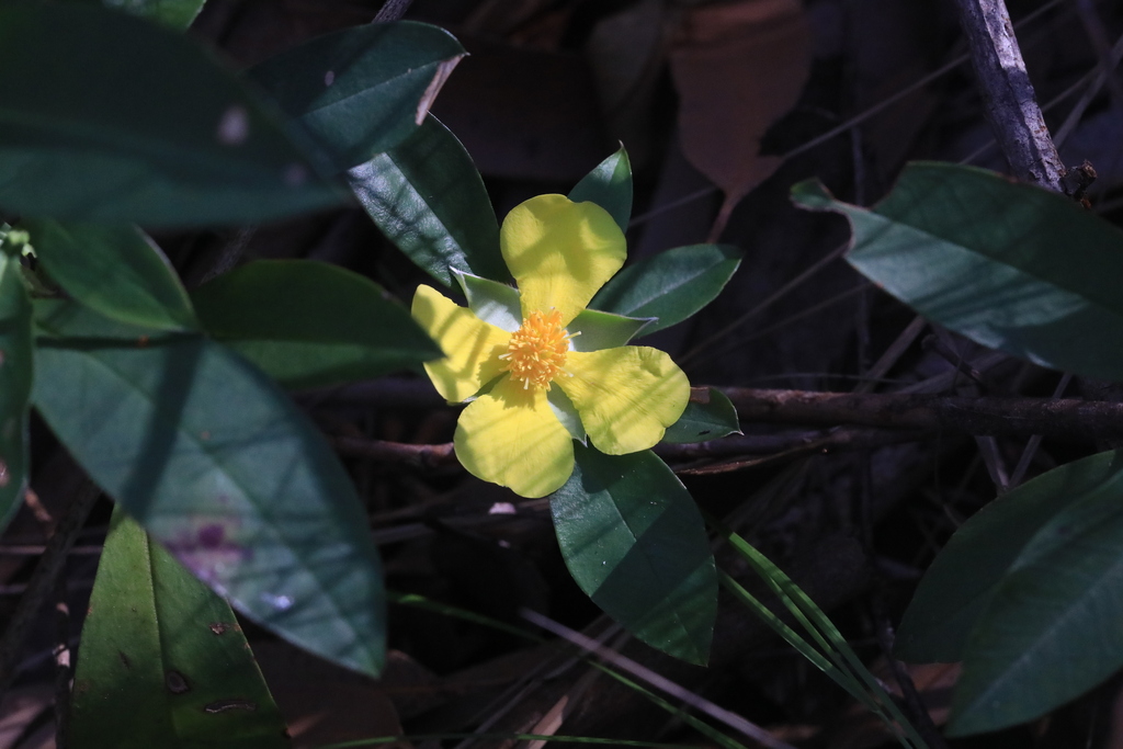 Climbing Guinea flower from Central Coast NSW, Australia on October 31, 2024 at 08:25 AM by ...