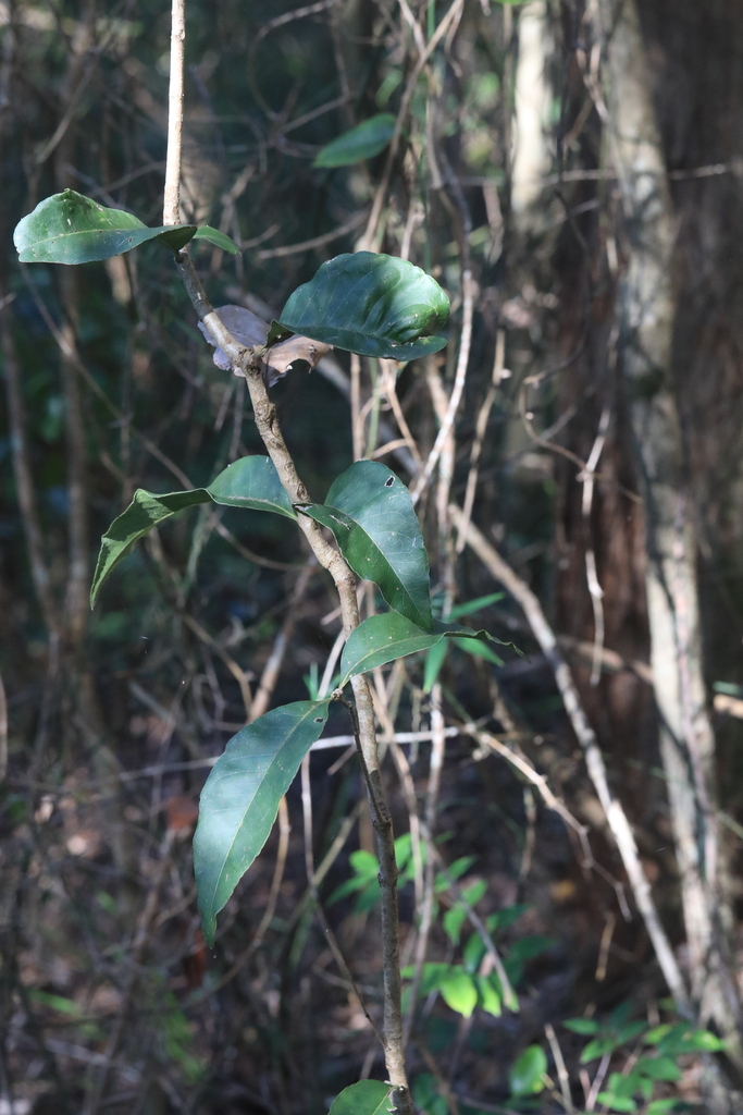 Notelaea from Central Coast NSW, Australia on October 31, 2024 at 08:34 ...