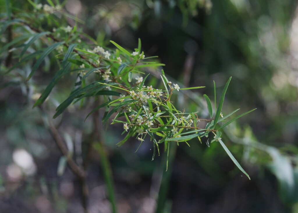 Denhamia silvestris from Central Coast NSW, Australia on October 31 ...