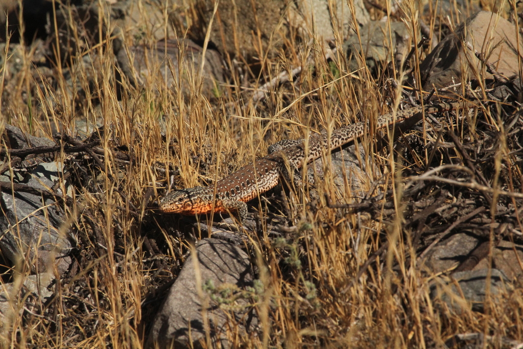 Spotted False Monitor from San Felipe de Aconcagua, Valparaíso, Chile ...