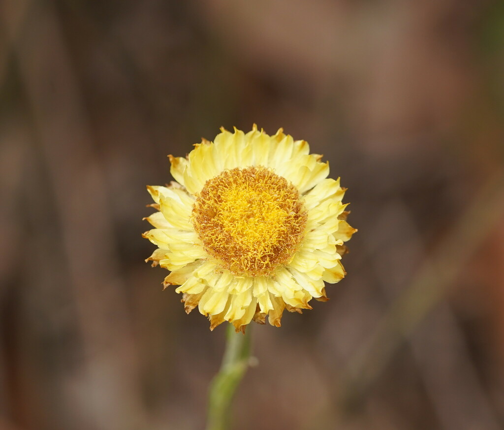 button everlasting from Steiglitz VIC 3331, Australia on October 27 ...