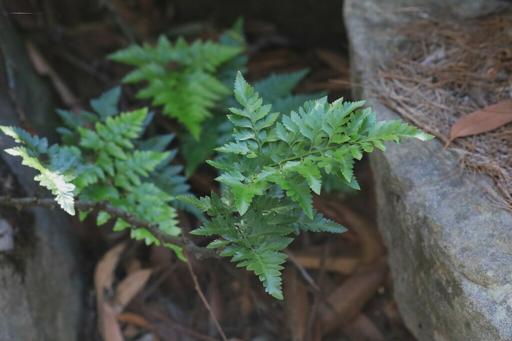 giant hare's foot fern from Central Coast NSW, Australia on October 31 ...